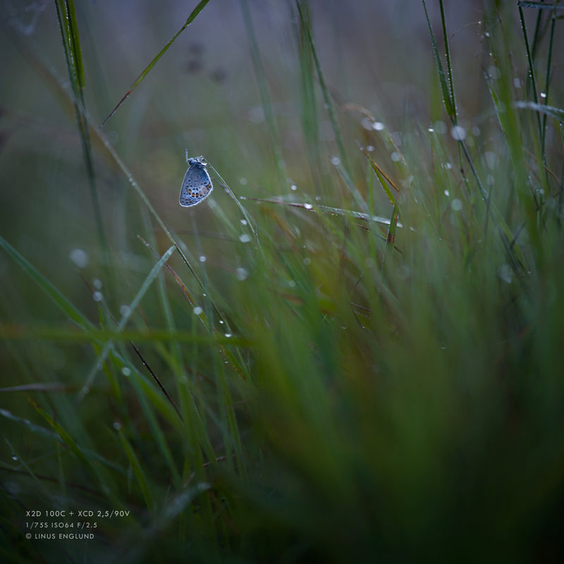 XCD 2,5/90V | HASSELBLAD Official Store – Hasselblad US